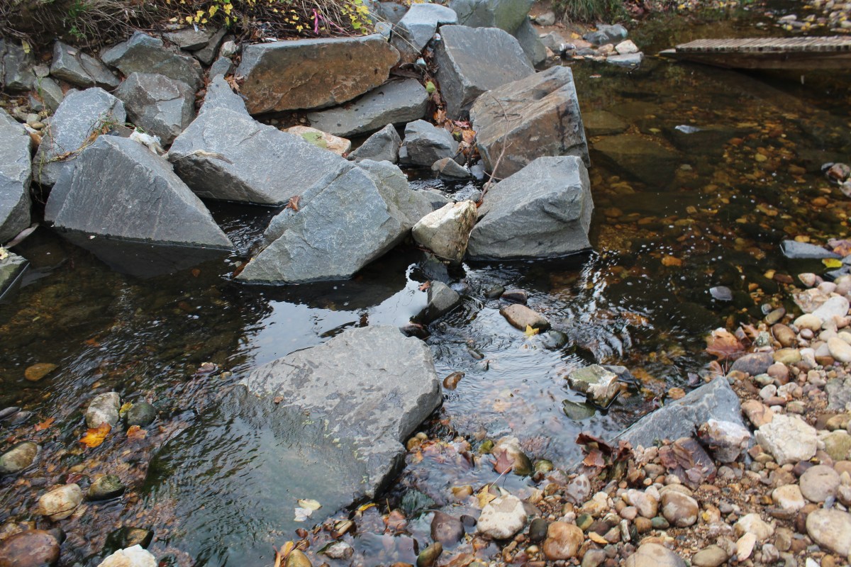 Resource Protection Area – Tysons Last Forest